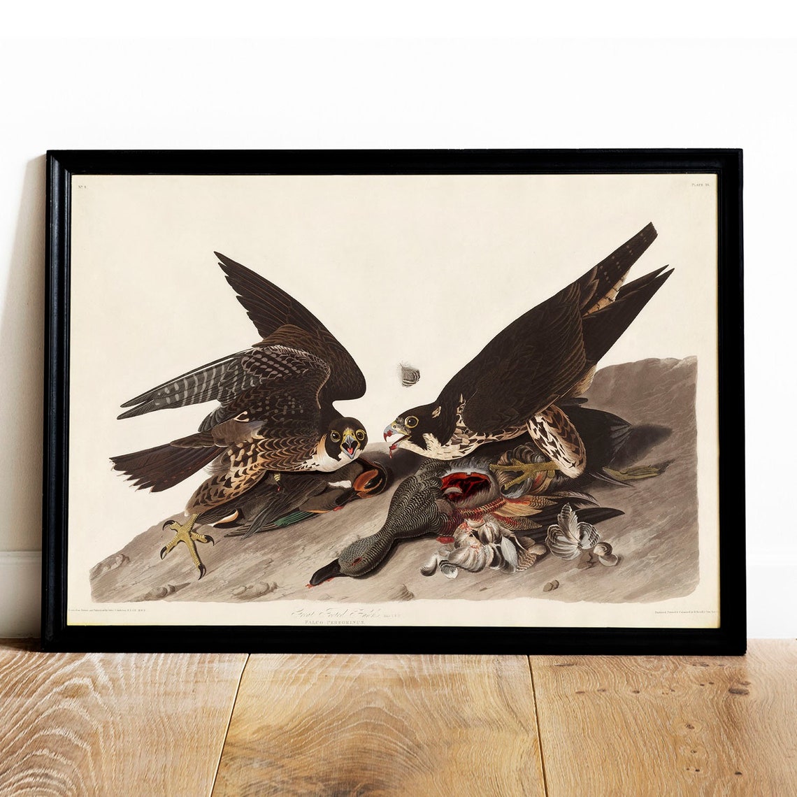 Great Hawk Print Antique Bird Painting Vintage Drawing - Etsy