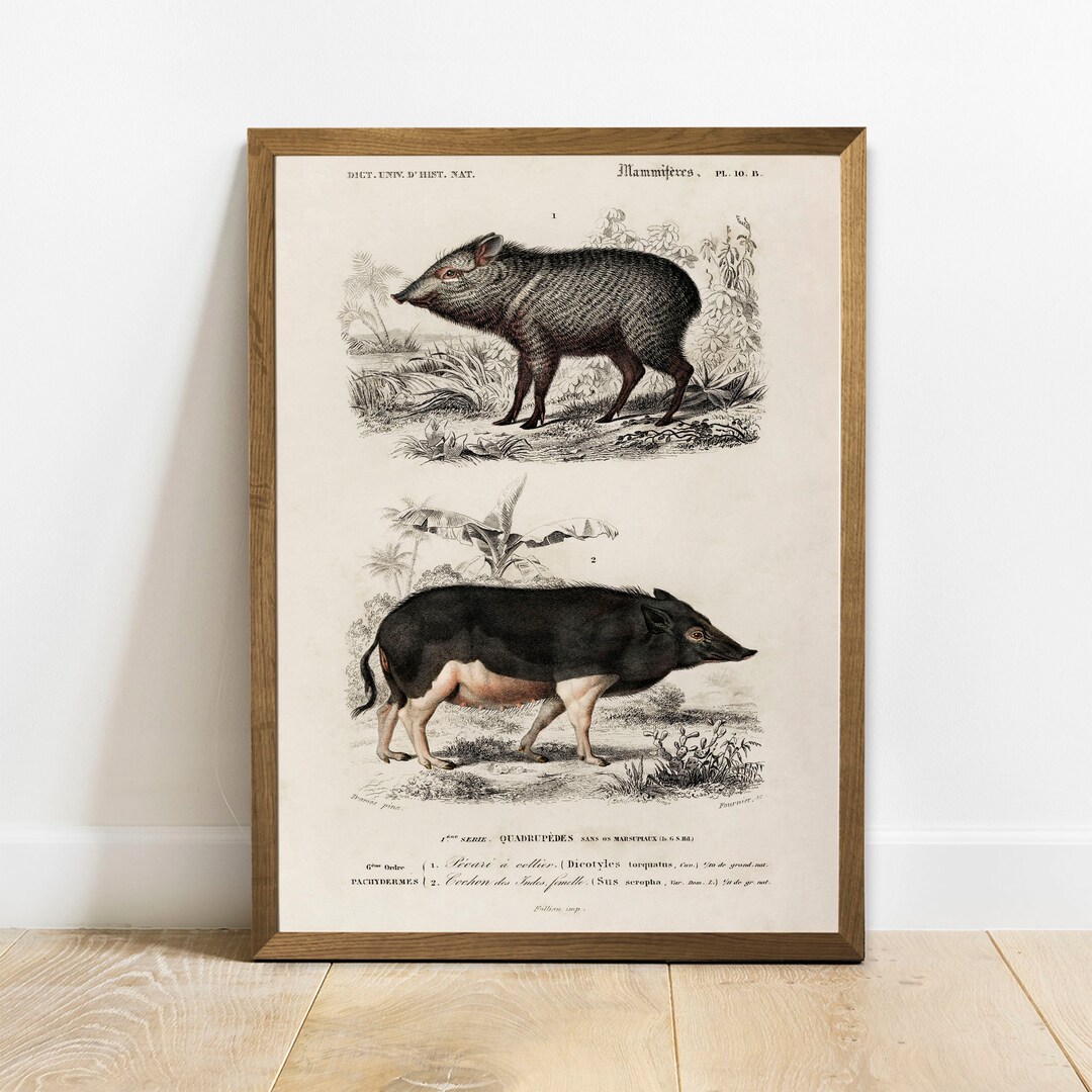 Antique Wild Boar Print: Vintage Animal Wall Art - Etsy