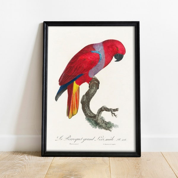 Parrot Poster - Etsy