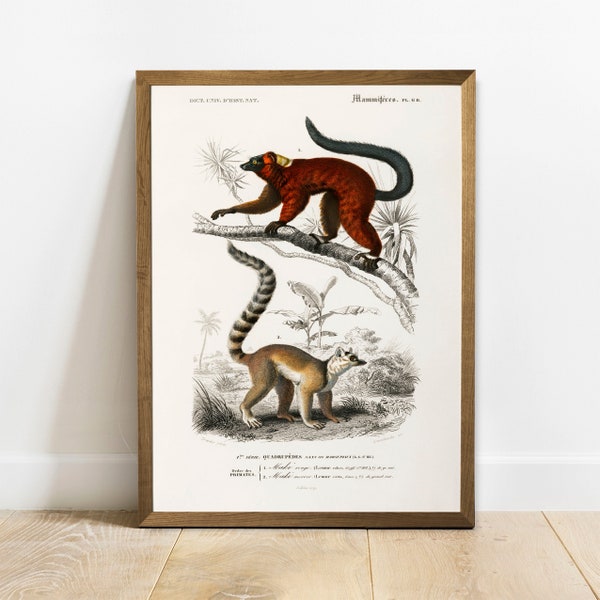 Lemur Print - Etsy