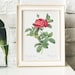 Flower Illustration Red Rose Print, Antique Botanical Painting, Vintage ...