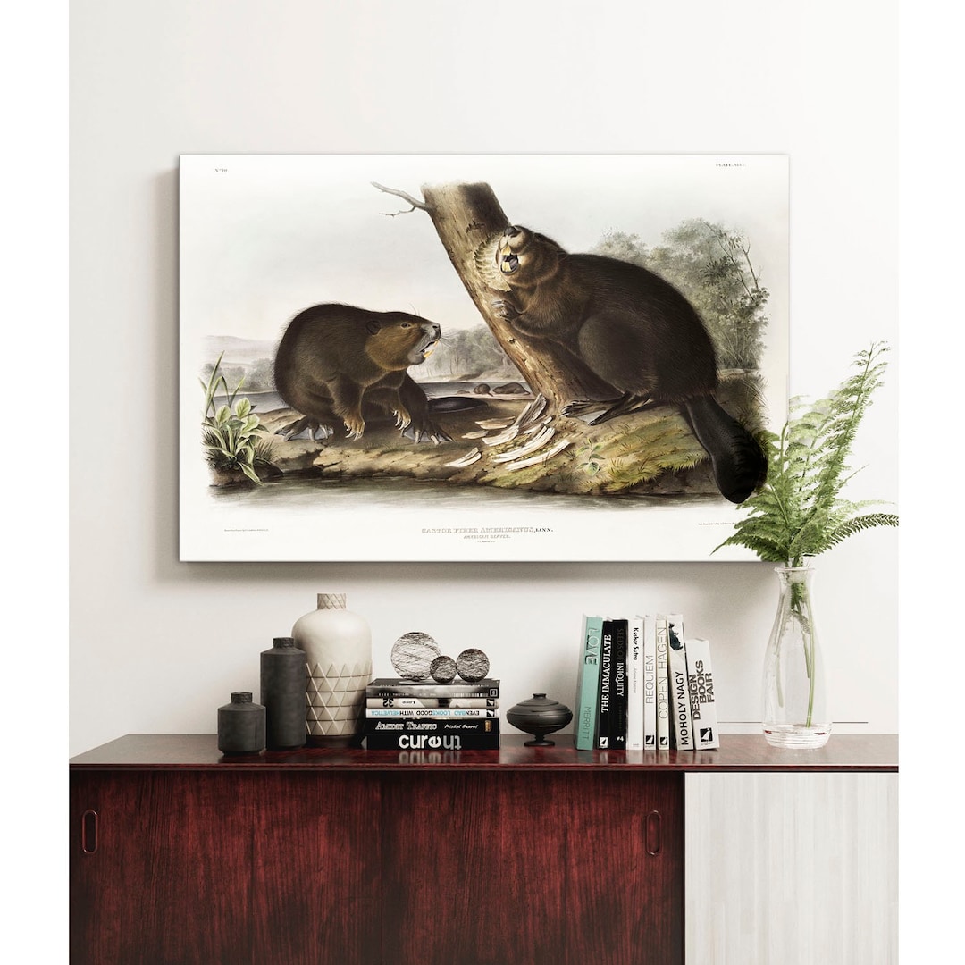 Beaver Canvas Print, Antique Animal Painting, Vintage Illustration Wall ...