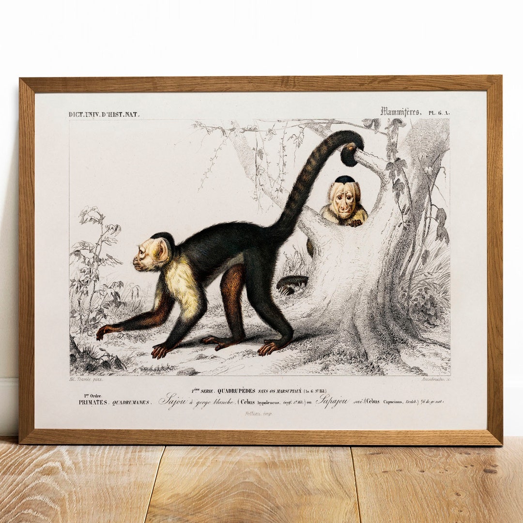 Monkey Print, Antique Animal Painting, Vintage Drawing Poster Wall Art ...