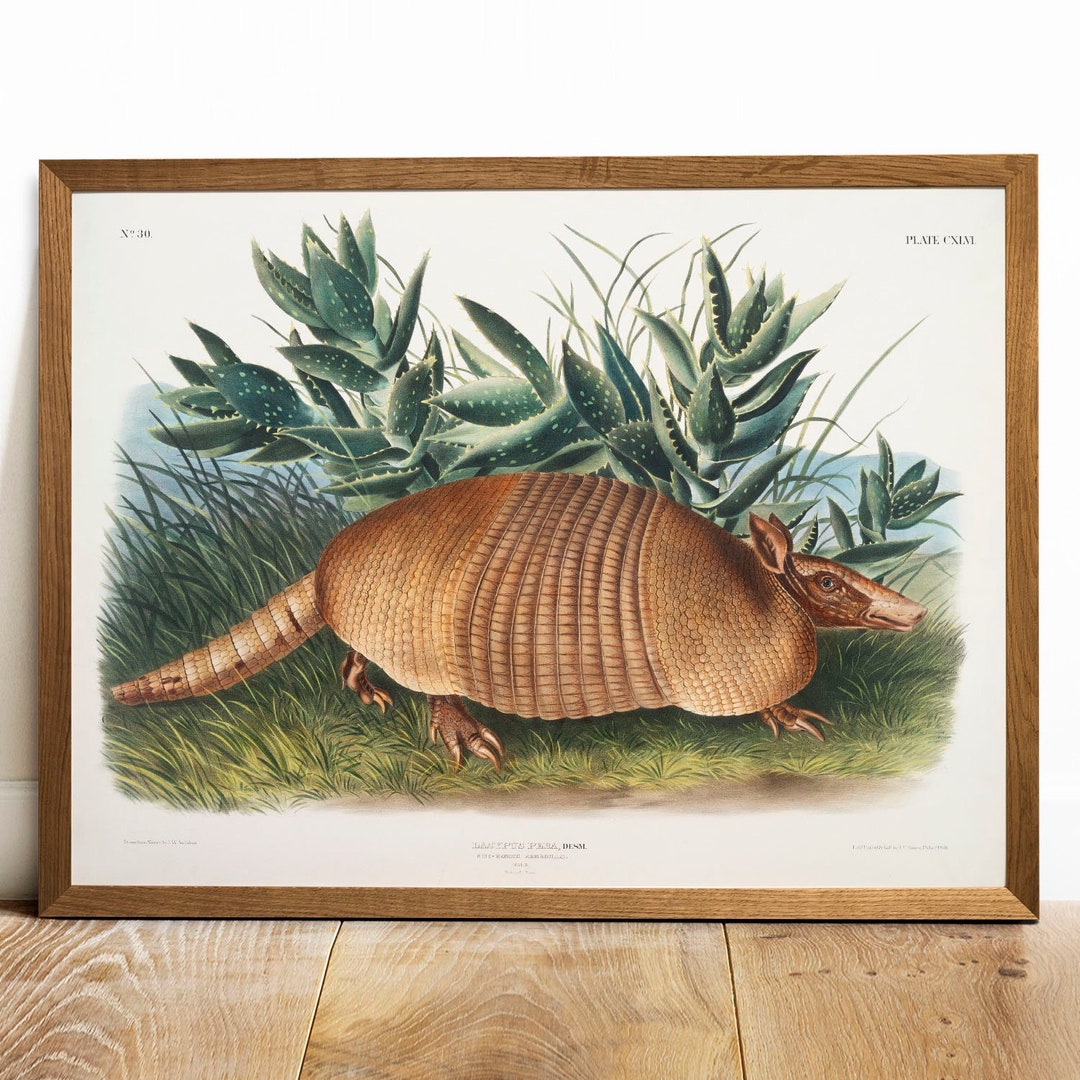 Armadillo Print: Vintage Animal Drawing, Natural History Poster - Etsy