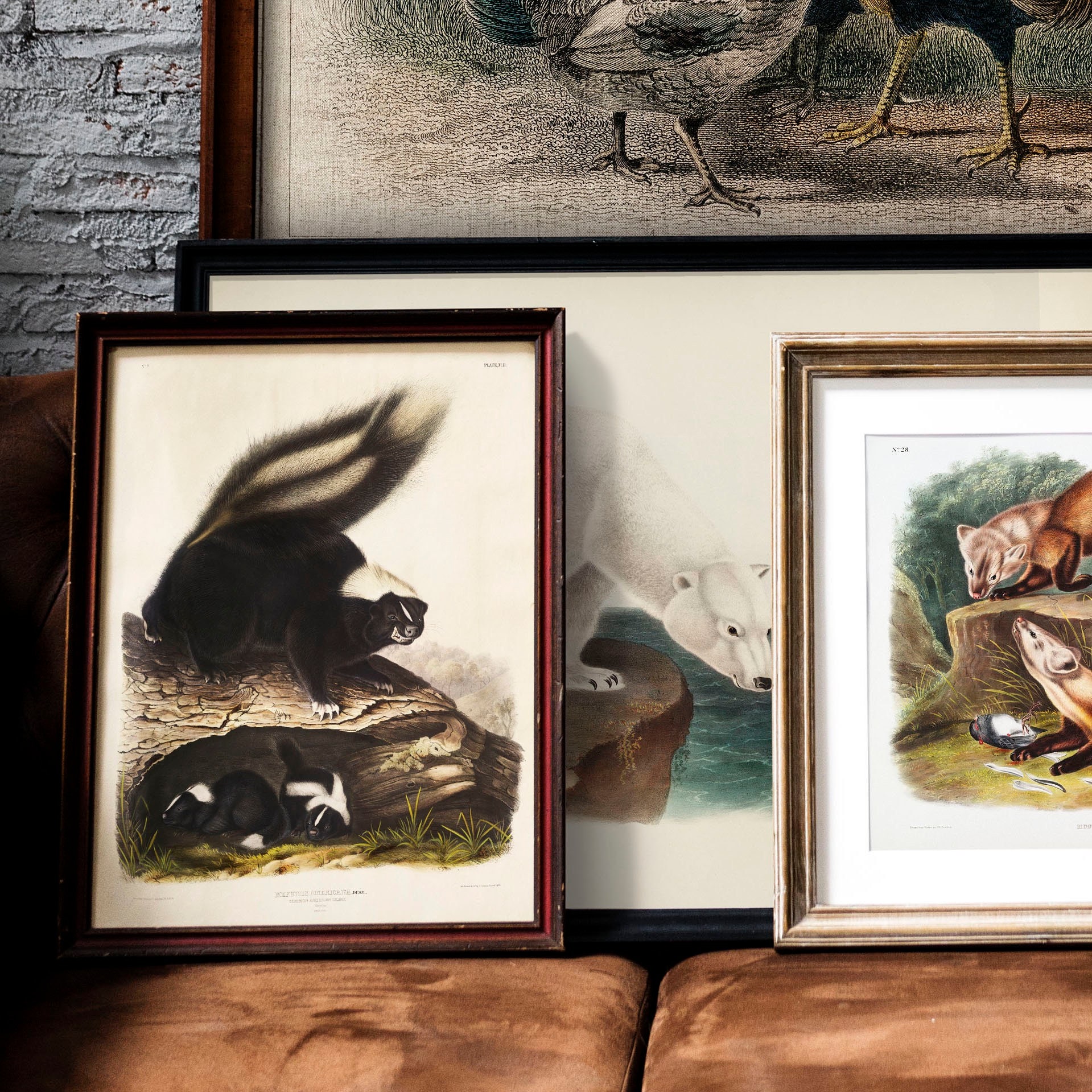 Skunk Print Antique Animal Painting Vintage Drawing Poster - Etsy