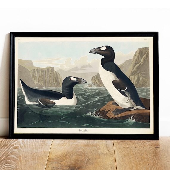 Great Auk Print Antique Bird Painting Vintage Drawing Poster | Etsy