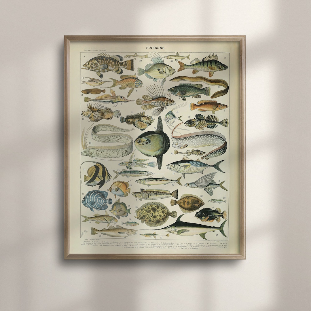 Vintage Millot Fish Poster, French Sealife Illustration, Unique ...