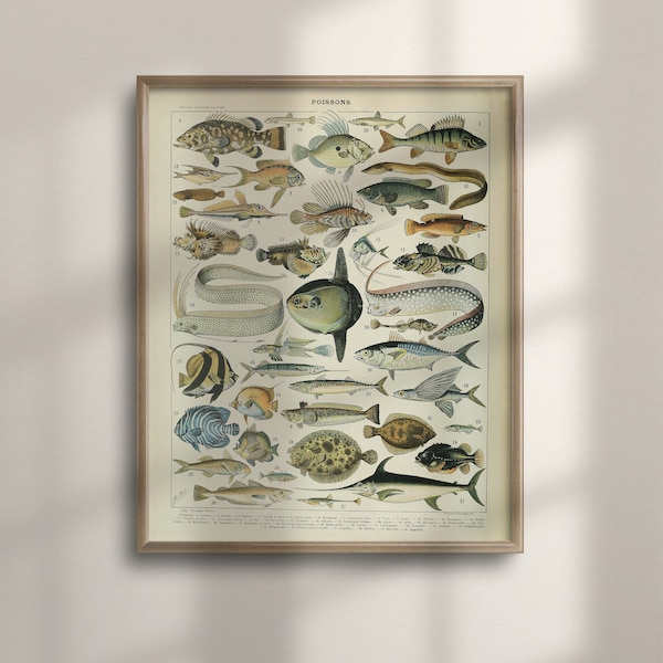 Vintage Fish Poster - Etsy