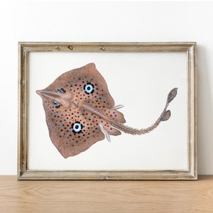 Fish Illustration Ray Fish Print, Vintage Fishing Poster Wall Art Decor ...