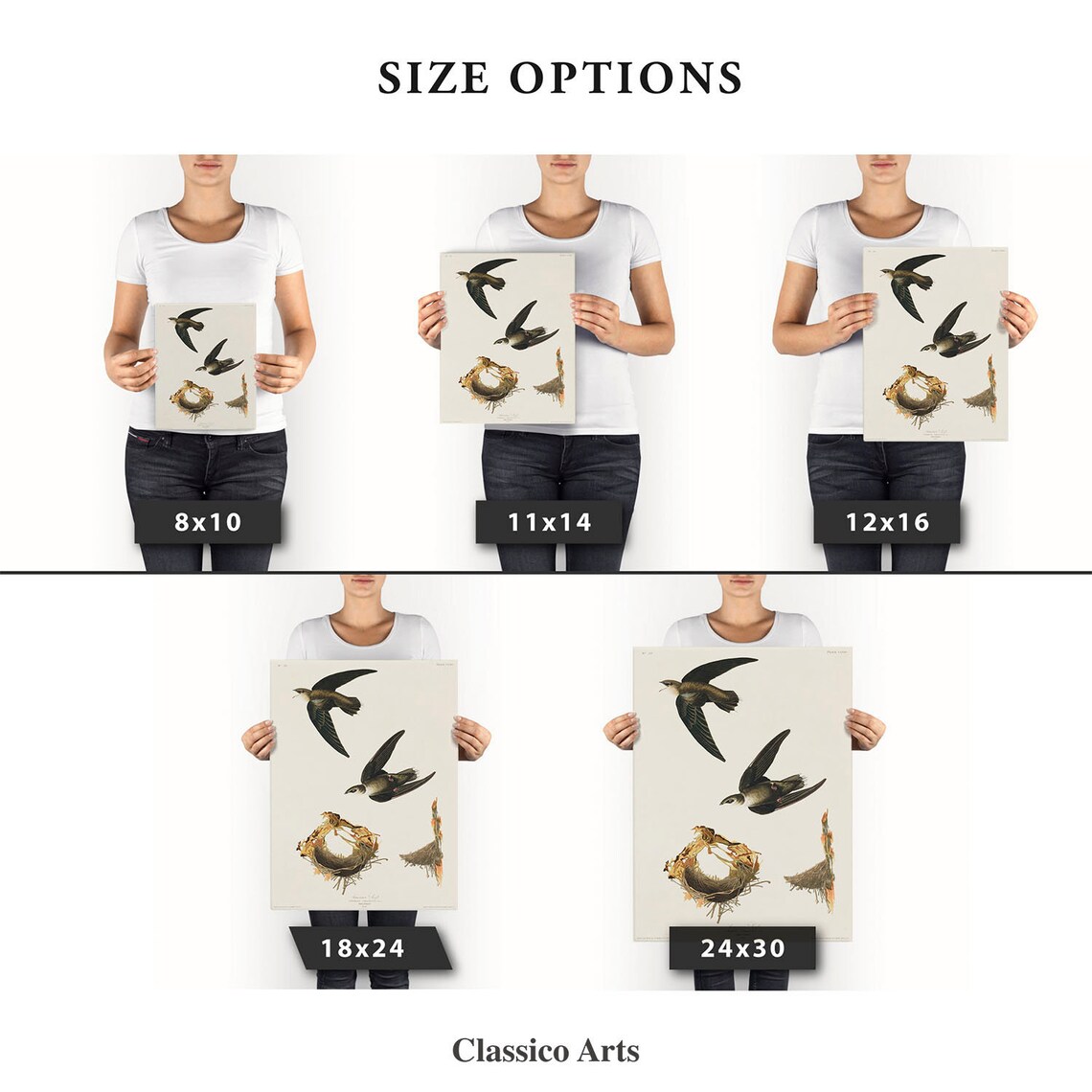 American Swift Canvas Print Antique Bird Painting Vintage - Etsy