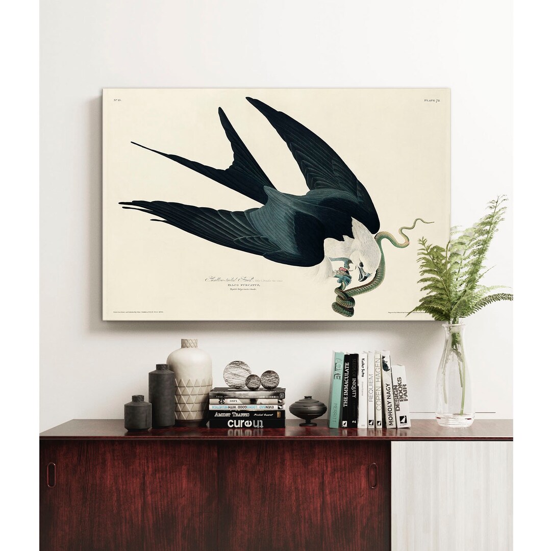 Hawk Canvas Print, Antique Bird Painting, Vintage Drawing Wall Art ...