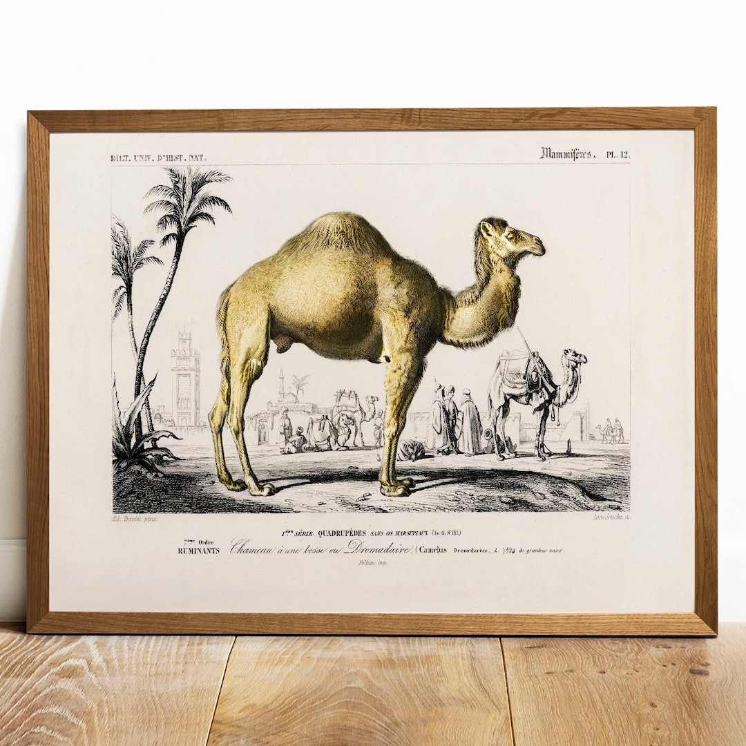 Camel Print, Antique Animal Painting, Vintage Drawing Poster Wall Art ...