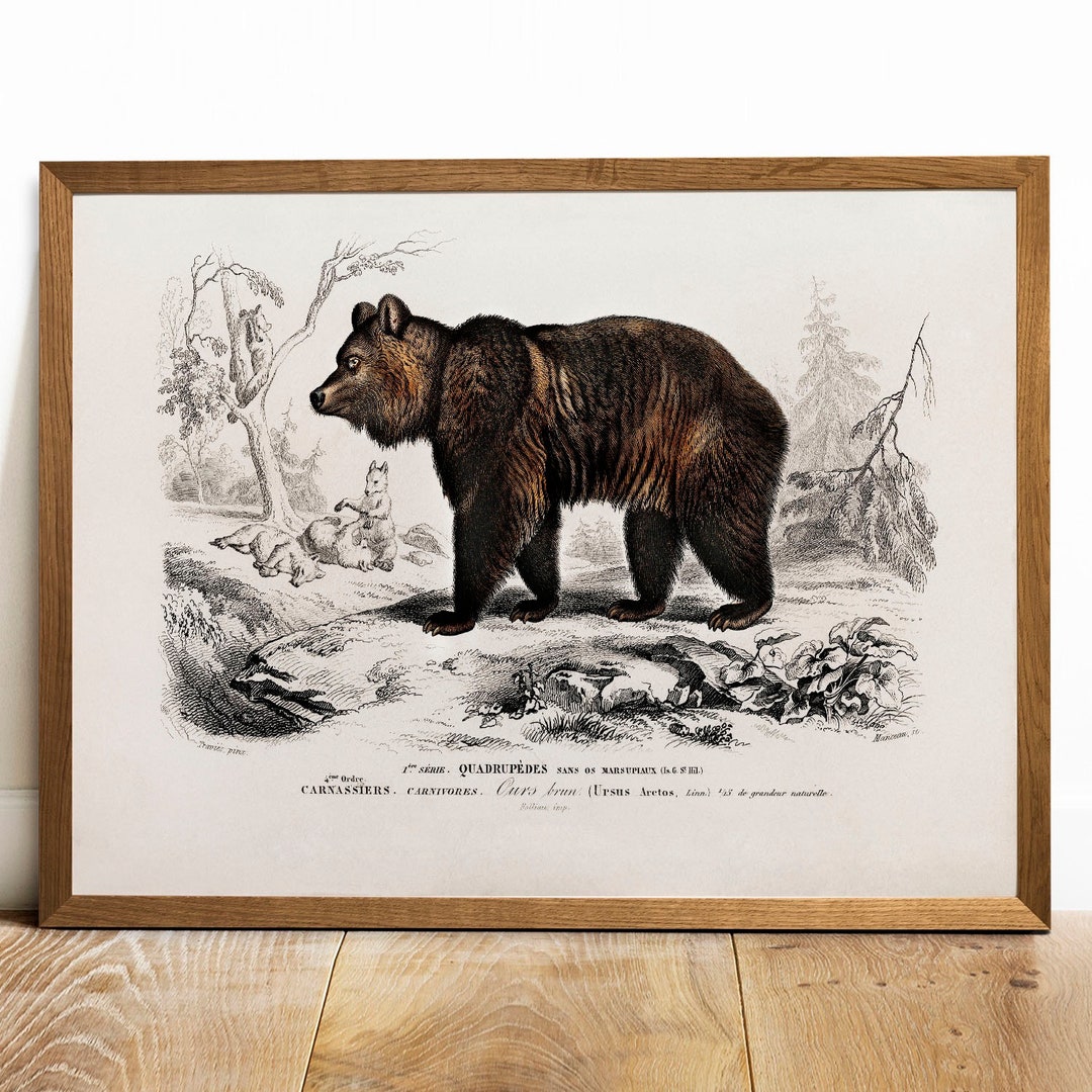 Brown Bear Antique Illustration Print: Vintage Animal Wall Art - Etsy