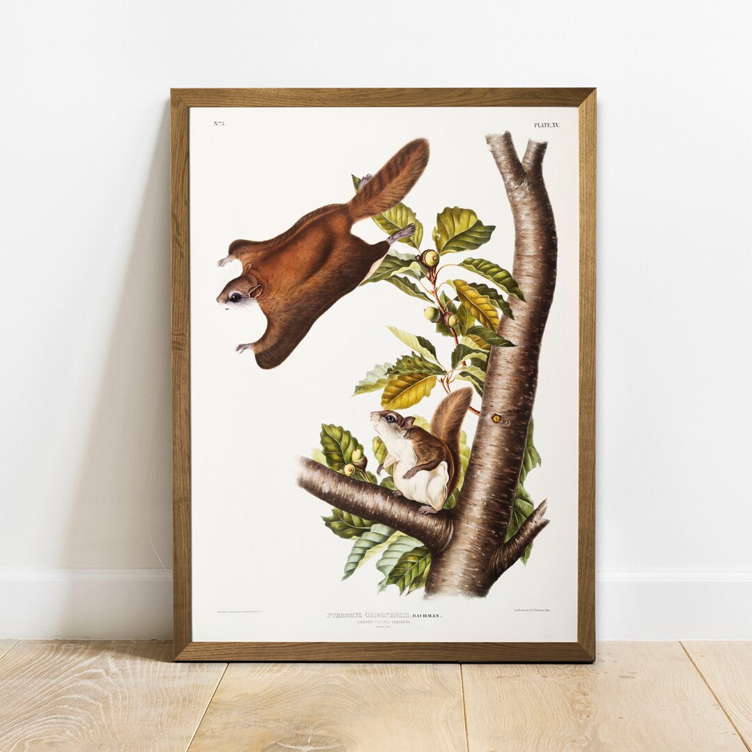 Flying Squirrel Print, Antique Animal Painting, Vintage Illustration ...