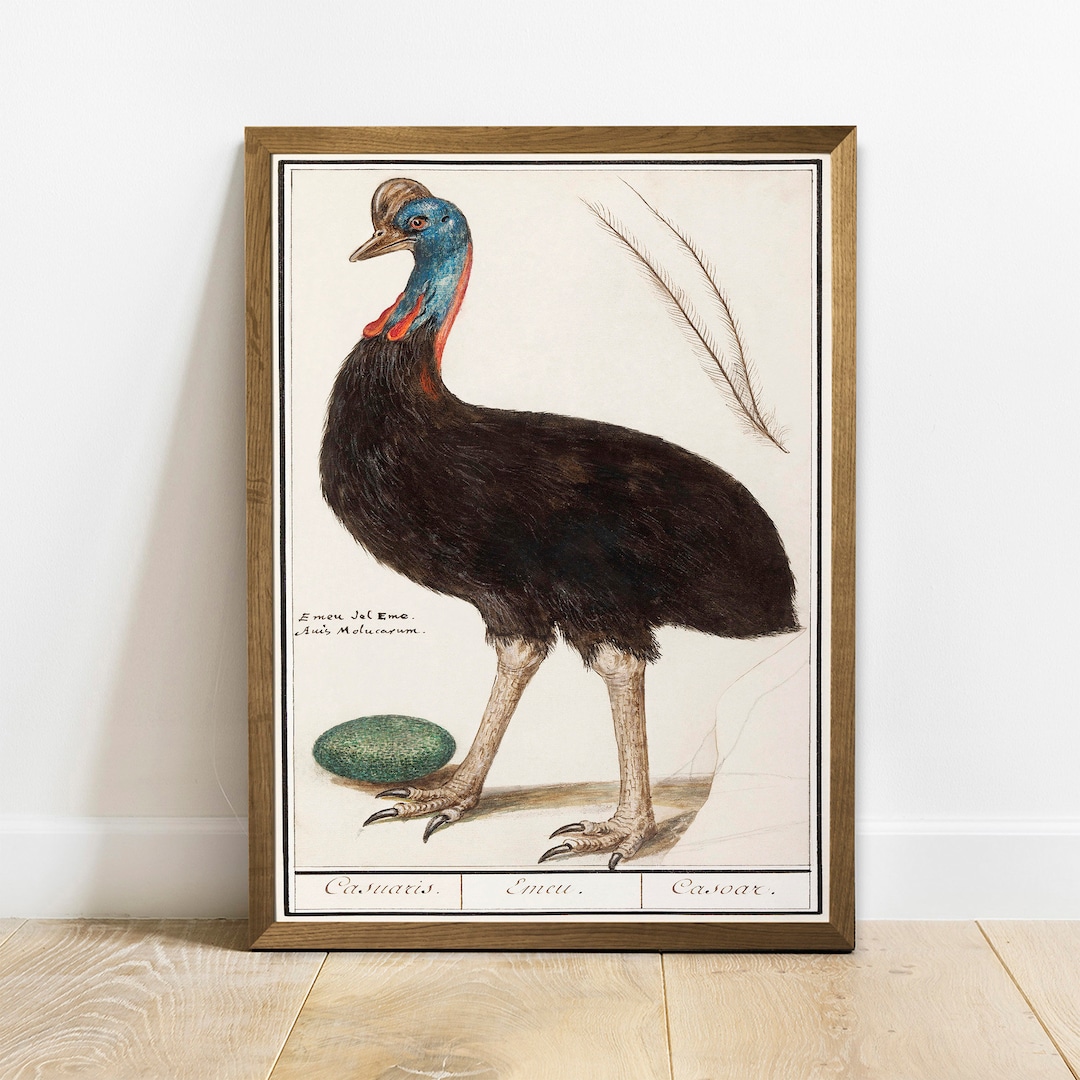 Cassowary Print, Antique Space Painting, Vintage Drawing Poster Wall ...