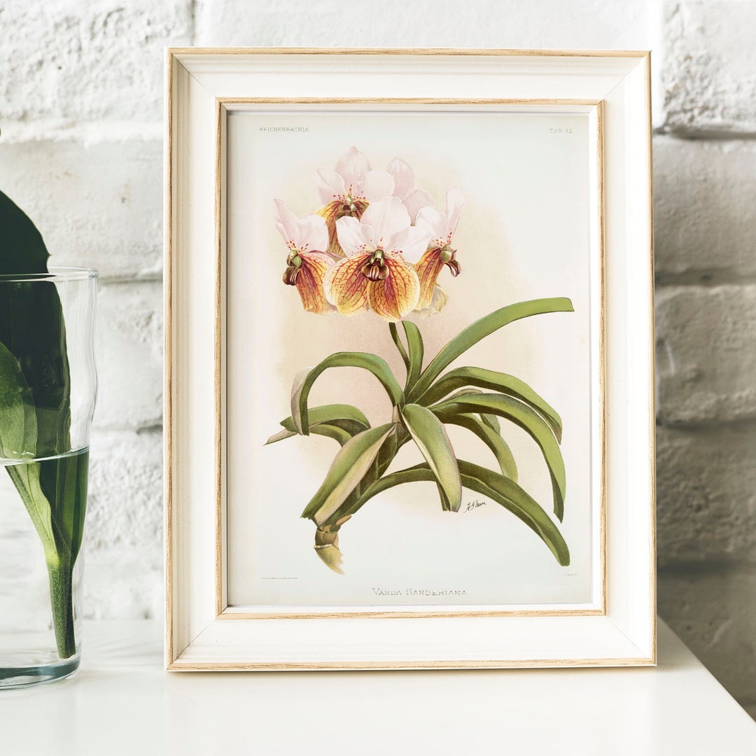 Vanda Vintage Print Illustration, Botanical Poster Kitchen Wall Art ...