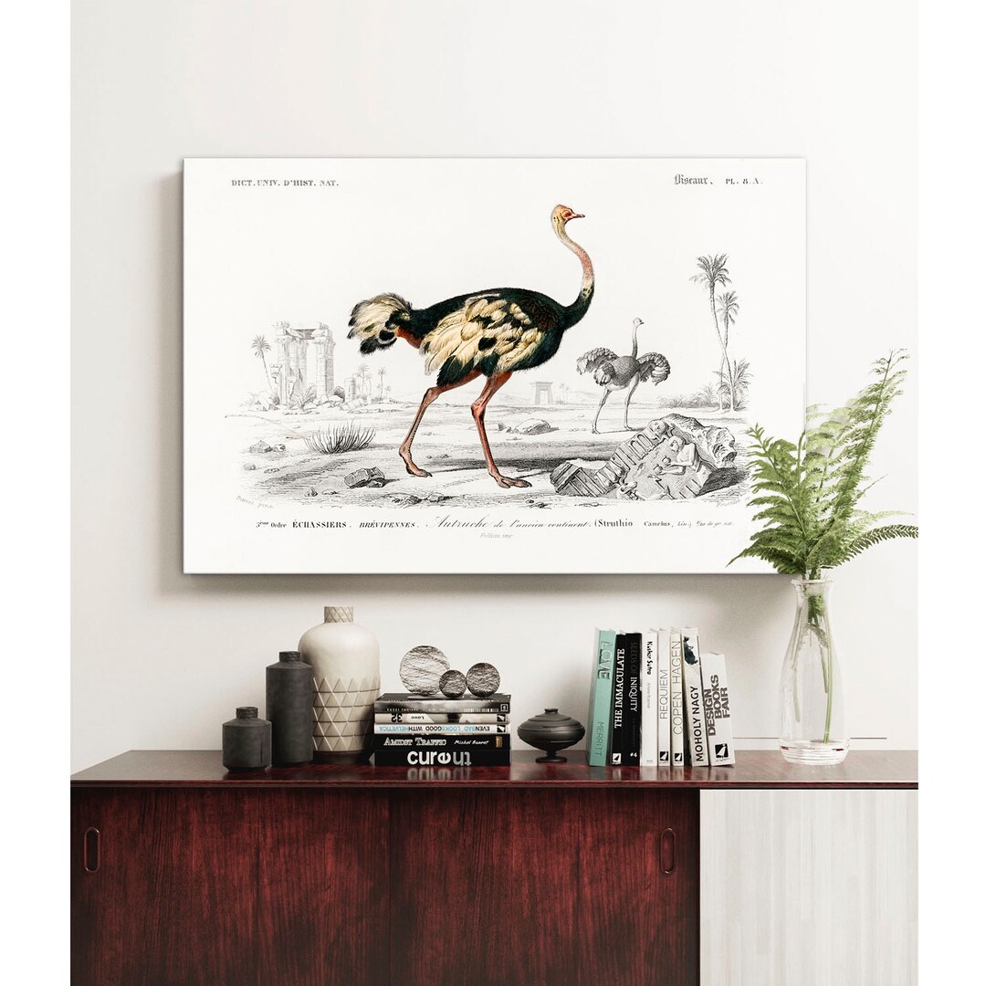 Antique Ostrich Canvas Print: Vintage Zoology Wall Art - Etsy