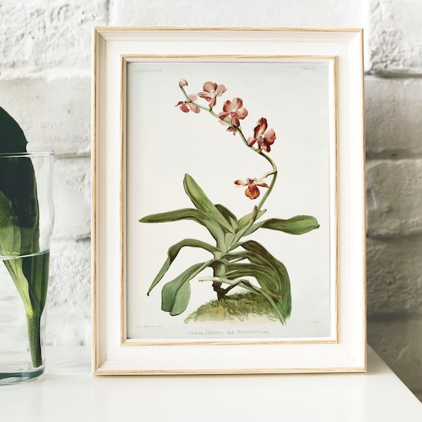 Botanical Poster - Etsy