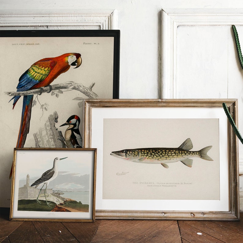 Pickerel Fish Print Vintage Fishing Poster Wall Art Decor | Etsy
