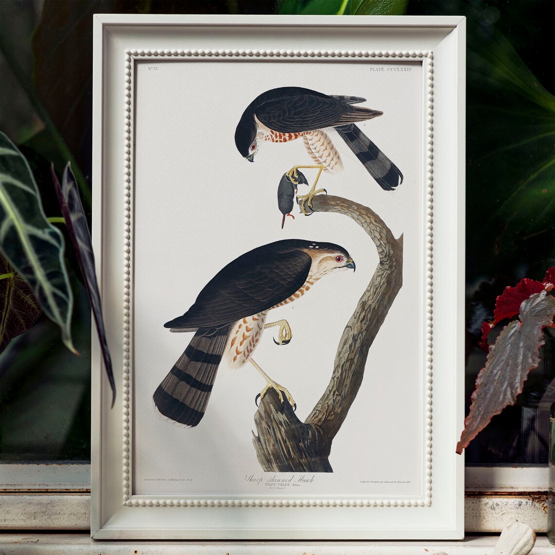 Hawk Print Antique Bird Painting Vintage Drawing Poster Wall | Etsy
