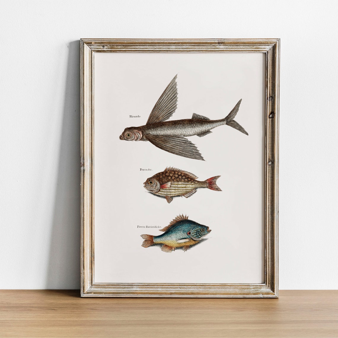 Tortoise Antique Print Illustration Vintage Fish Poster - Etsy