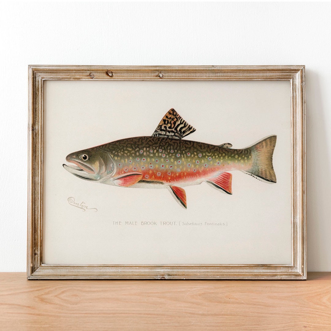 Vintage Brook Trout Print: Illustrated Fishing Poster Wall Art - Etsy