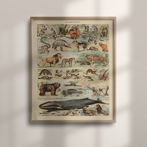 Animal Poster - Etsy