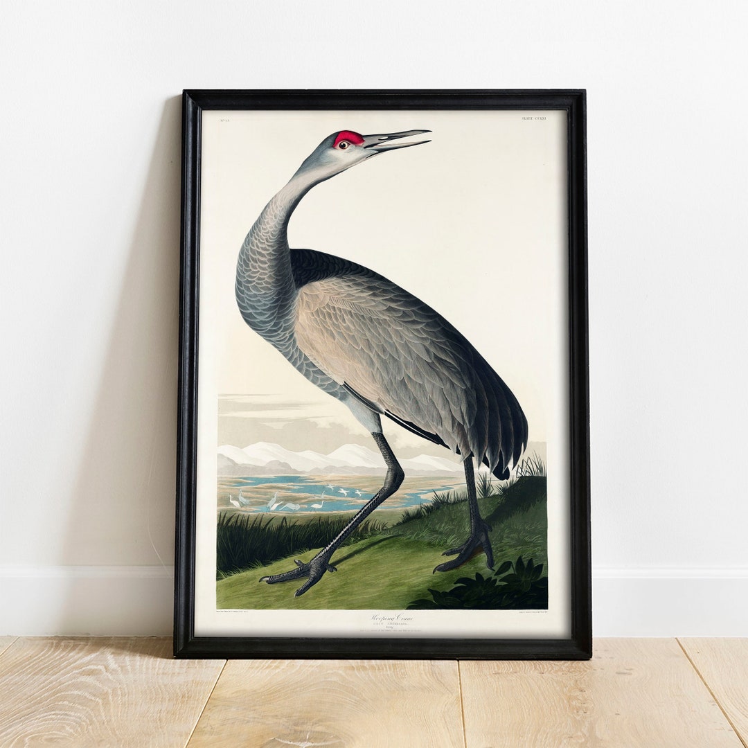 Crane Print, Antique Bird Painting, Vintage Drawing Poster Wall Art ...