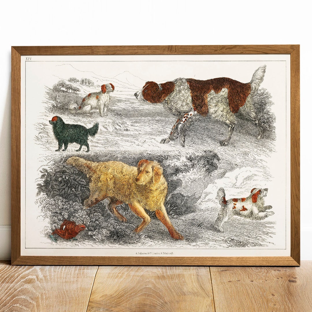 Antique Dog Breeds Print: 1820s Animal Illustration - Etsy