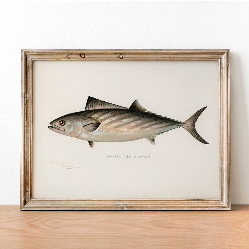 Bonito Fish Print Vintage Fishing Poster Wall Art Decor | Etsy