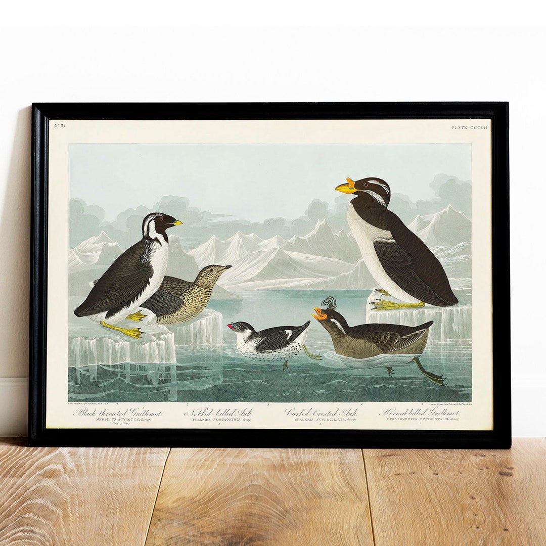 Audubon Auk Print: Vintage Bird Drawing, Hall Decor Art - Etsy