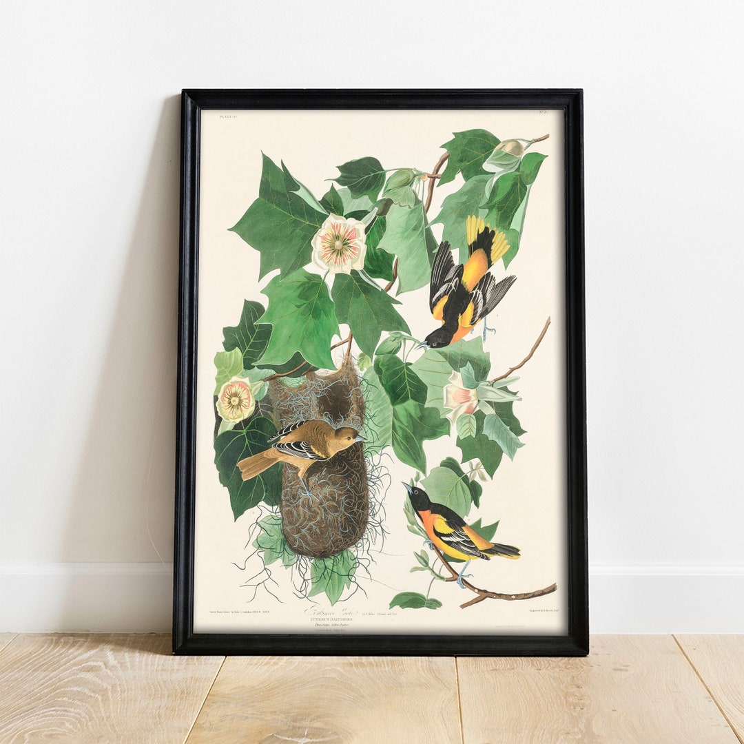 Baltimore Oriole Print, Antique Bird Painting, Vintage Drawing Poster ...