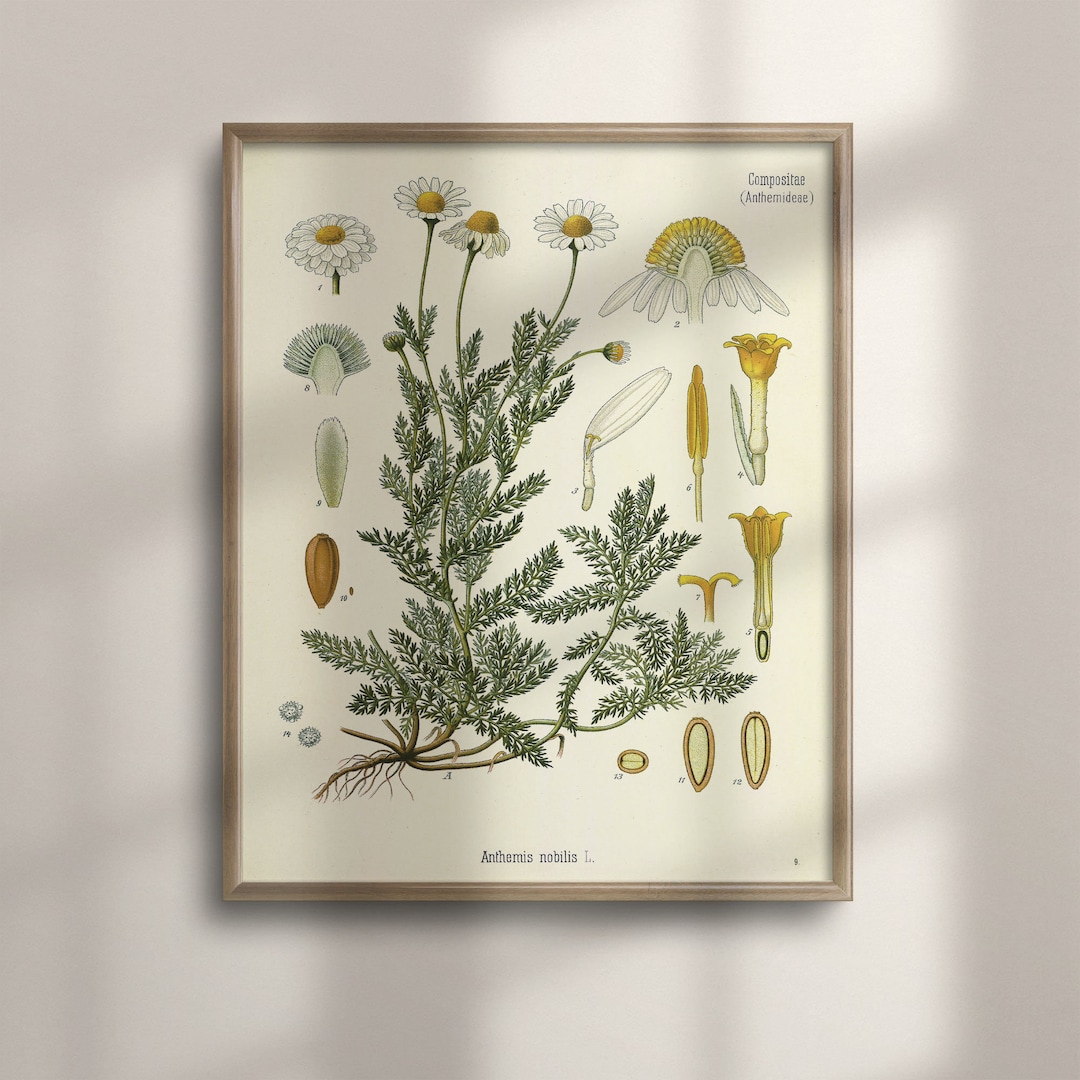 Vintage Camomile Botanical Print: Floral Illustration Wall Art - Etsy