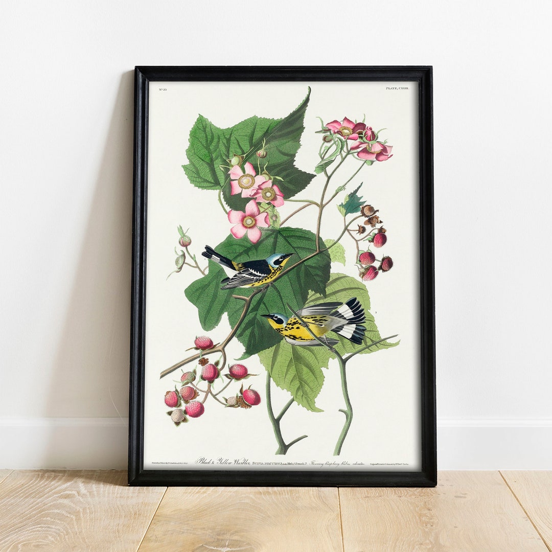 Black Warblers Print, Antique Bird Painting, Vintage Drawing Poster ...