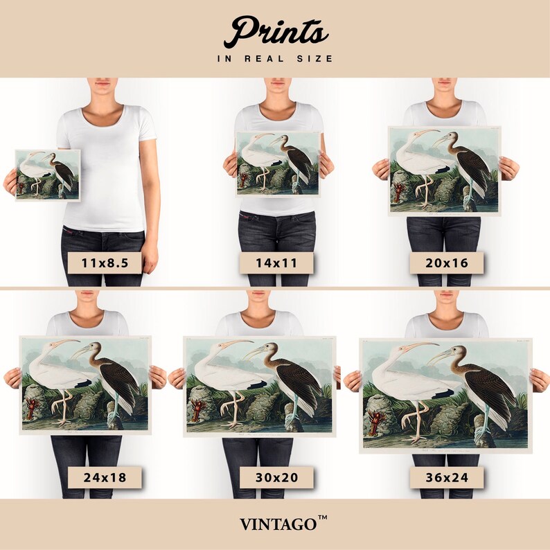 White Ibis Print Antique Bird Painting Vintage Drawing - Etsy