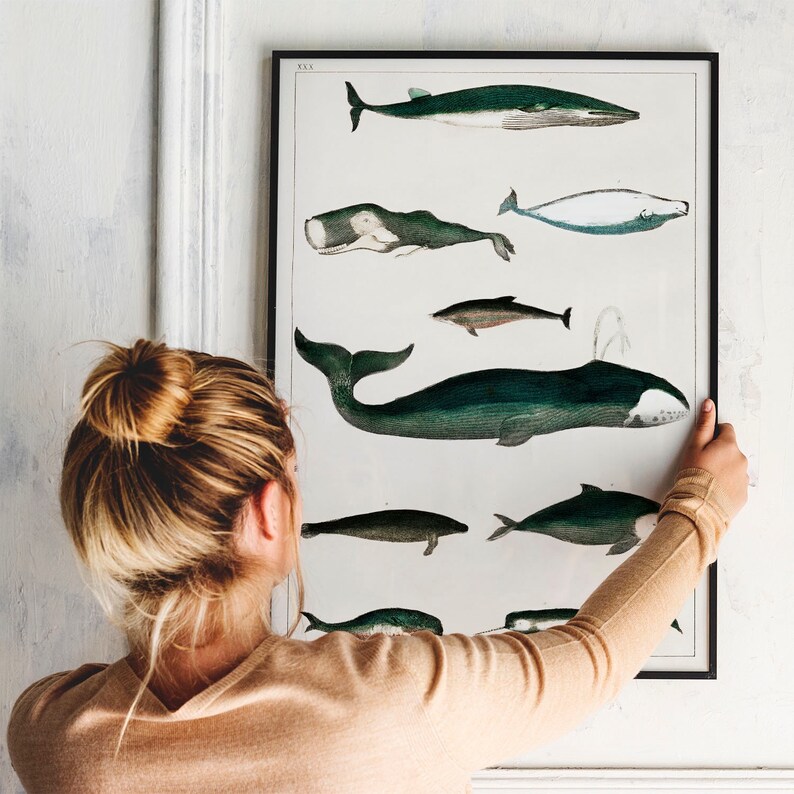 Whale Collection Print: Antique Animal Wall Art - Etsy