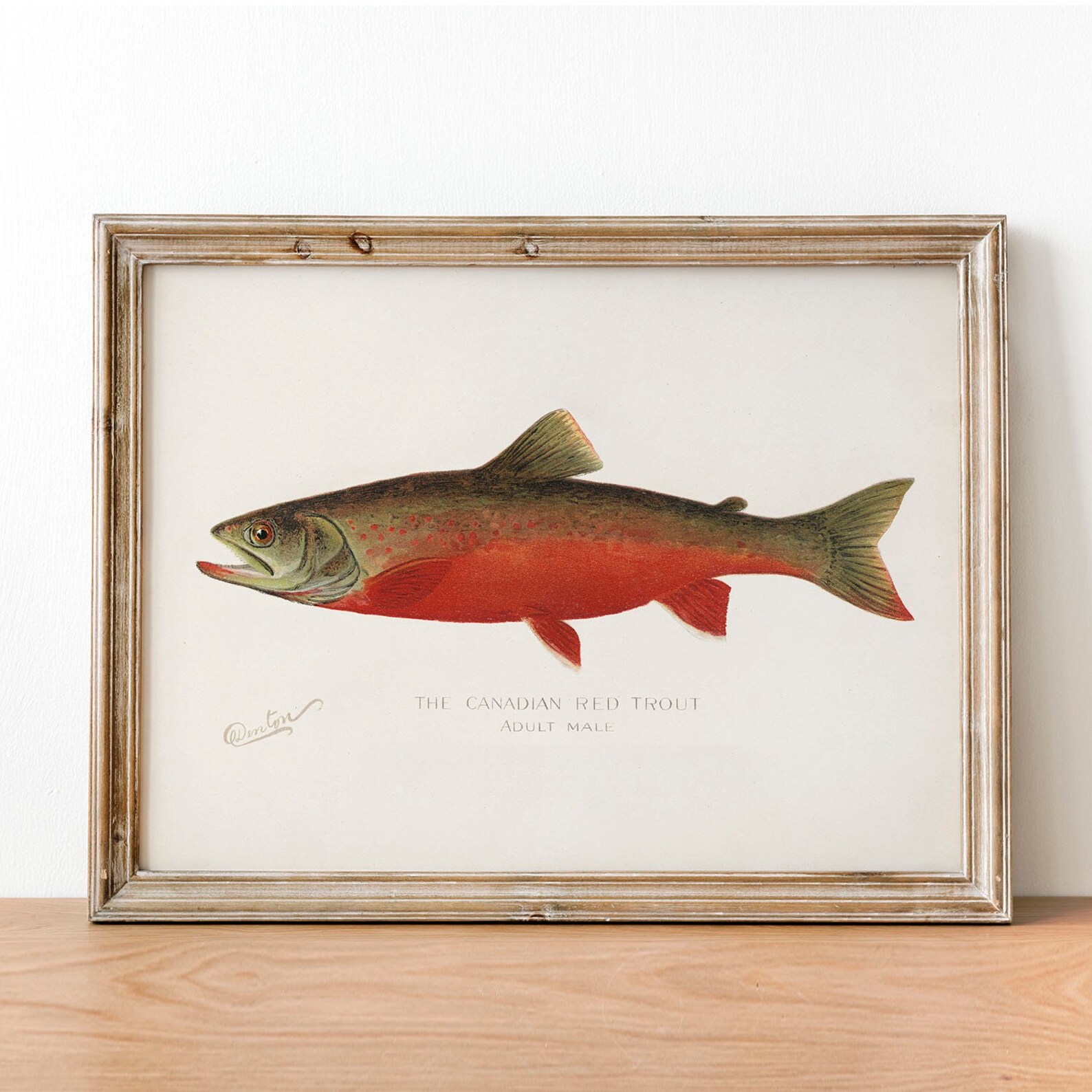 Canadian Red Trout Fish Print Vintage Fishing Poster Art - Etsy