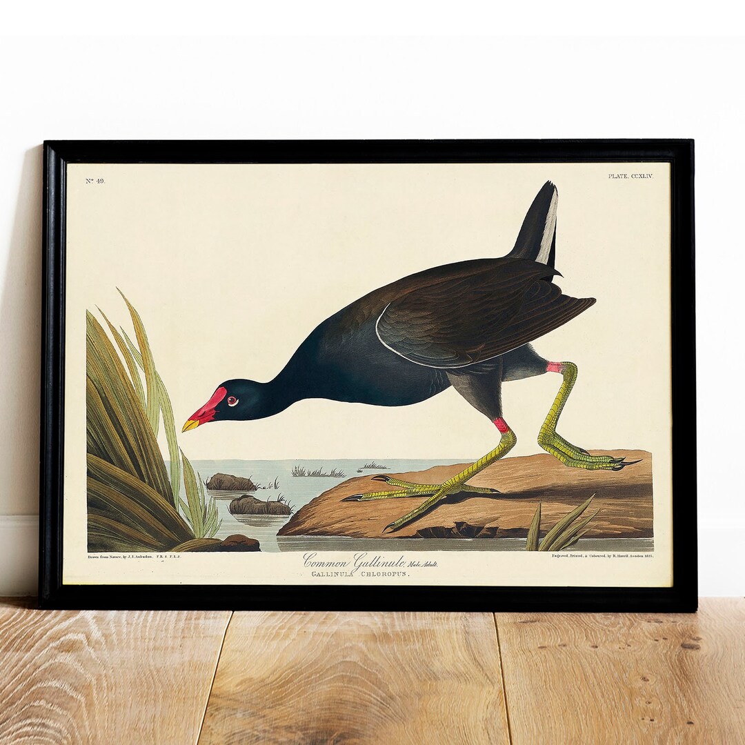 Audubon Gallinule Print: Vintage Bird Drawing Poster - Etsy