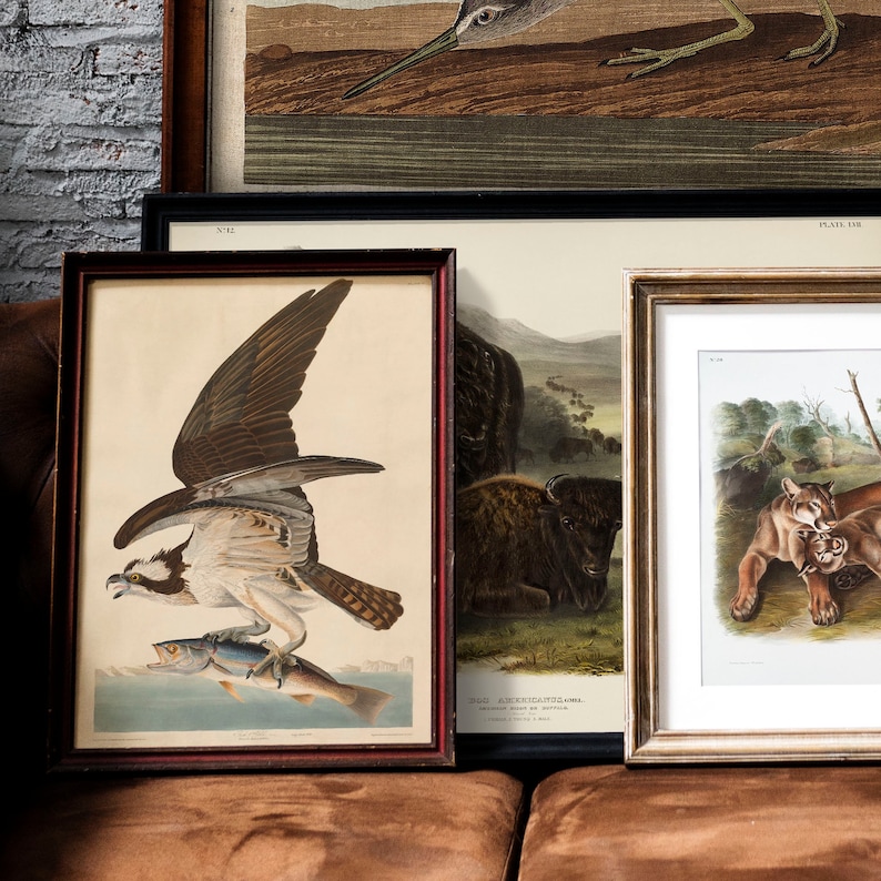 Fish Hawk Print Antique Bird Painting Vintage Drawing Poster | Etsy