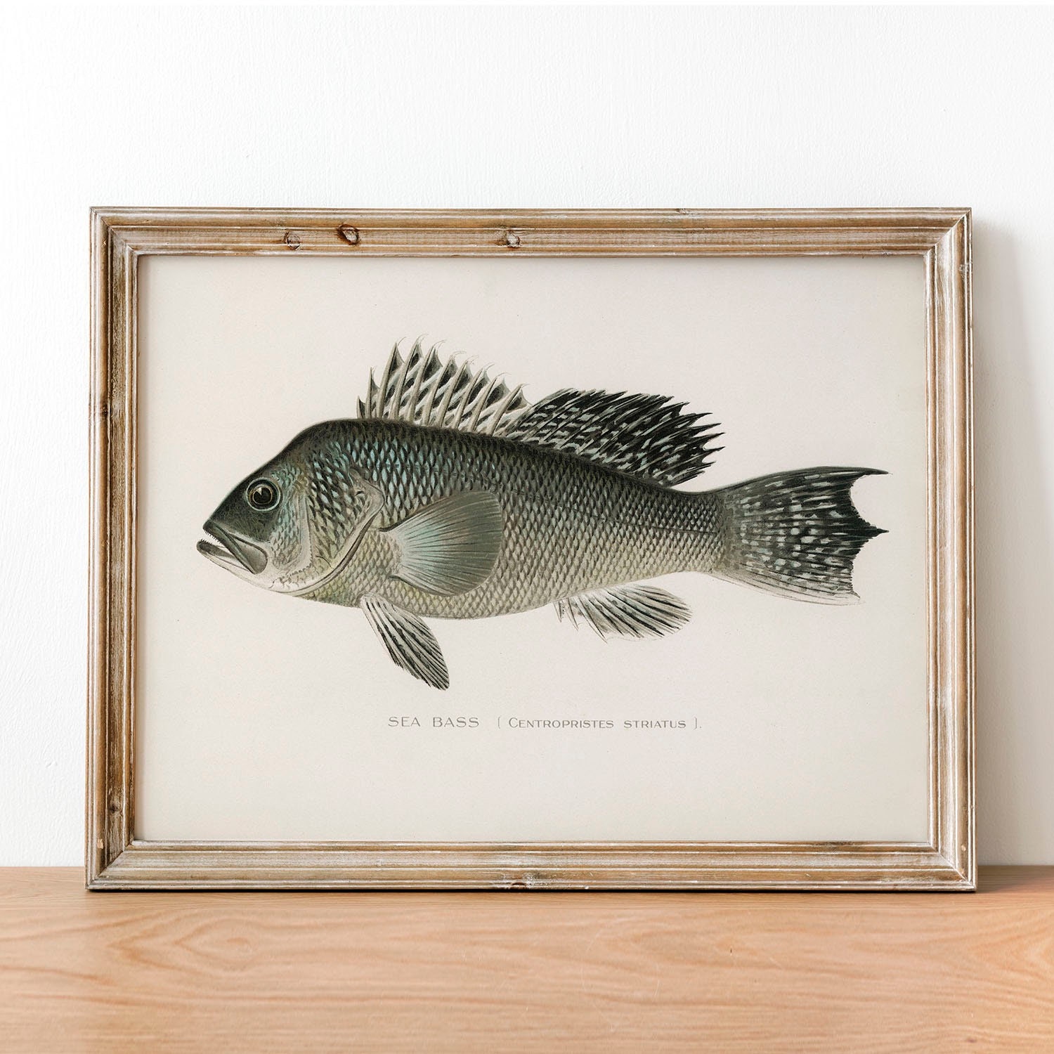 Sea Bass Fish Print Vintage Fishing Poster Wall Art Decor - Etsy