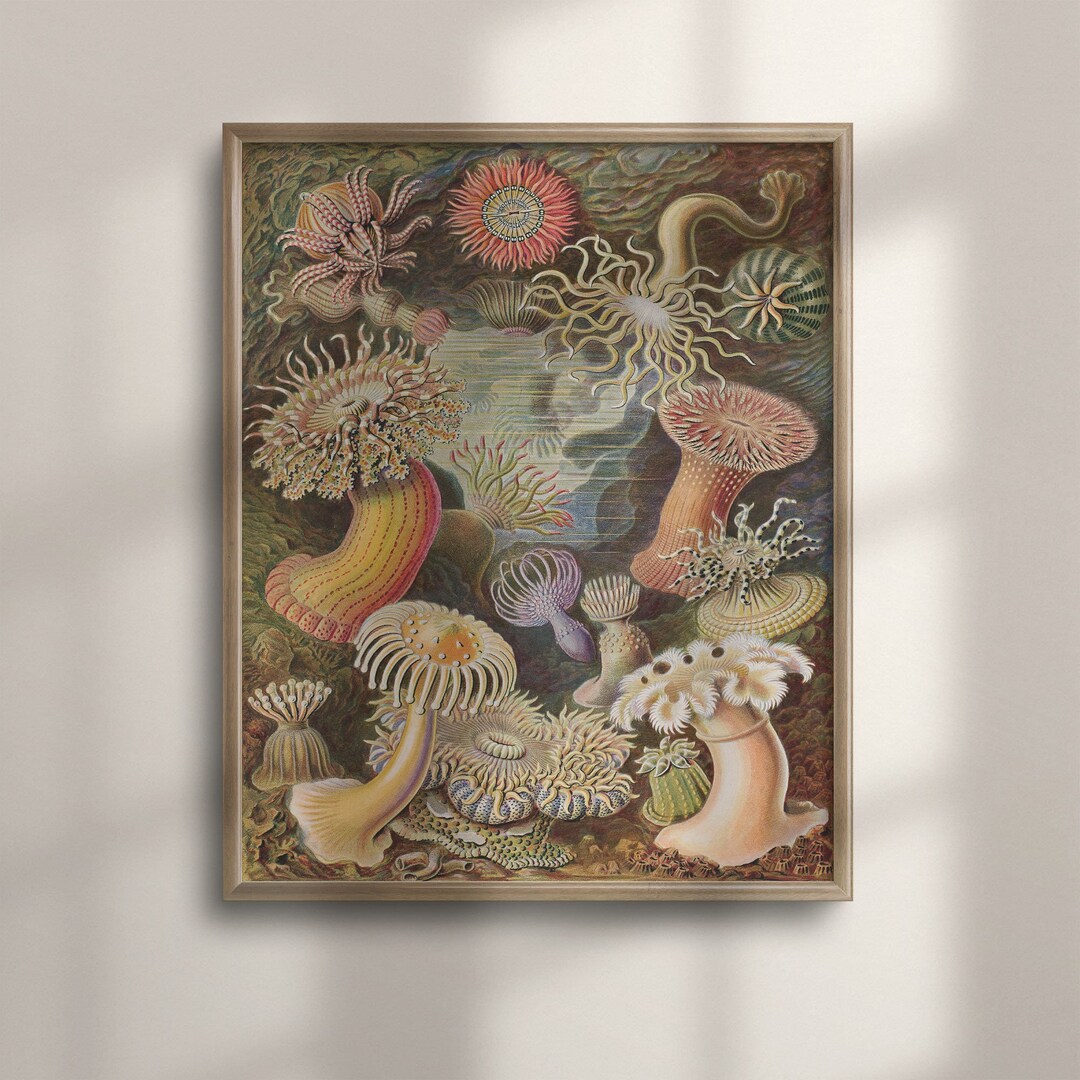 Ernst Haeckel Nautical Sea Life Art, Ocean Inspired Wall Decor ...