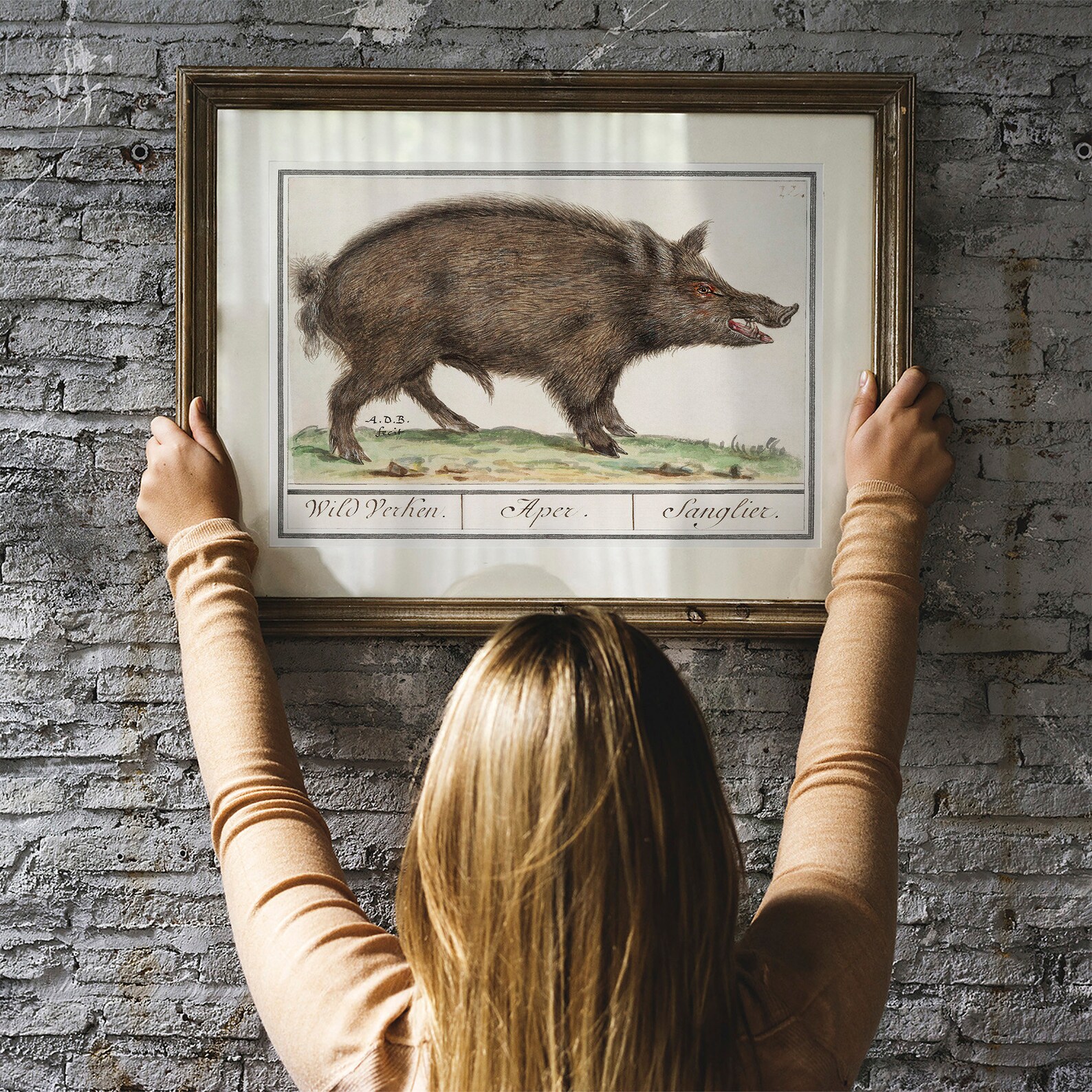 Antique Wild Boar Print: Vintage Zoology Drawing - Etsy