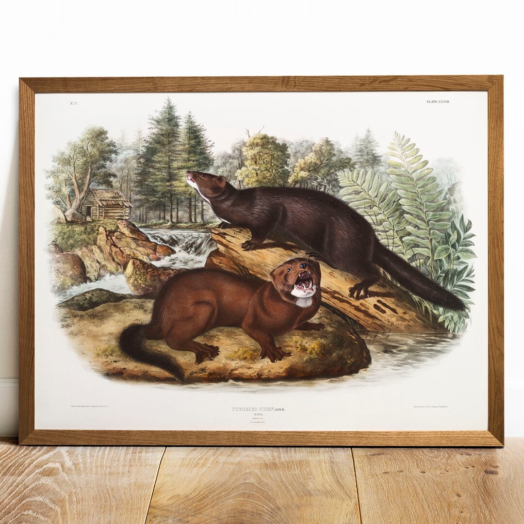 Mink Print, Antique Animal Painting, Vintage Drawing Poster Wall Art ...