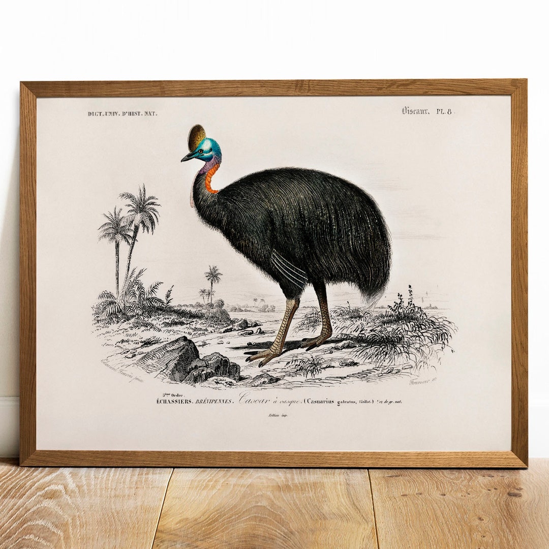 Cassowary Print: Vintage Animal Drawing Poster - Etsy