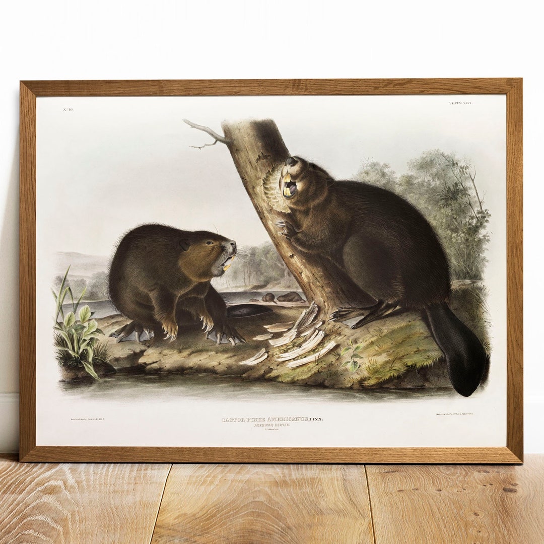 Beaver Print, Antique Animal Painting, Vintage Drawing Poster Art Decor ...