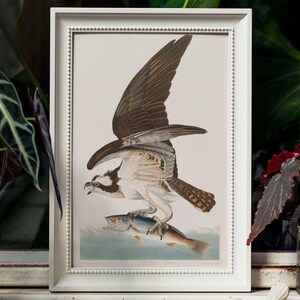 Fish Hawk Print, Antique Bird Painting, Vintage Drawing Poster Wall Art ...