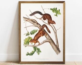 Vintage Squirrel Print Wall Art Decor Antique Red Squirrel Art ...