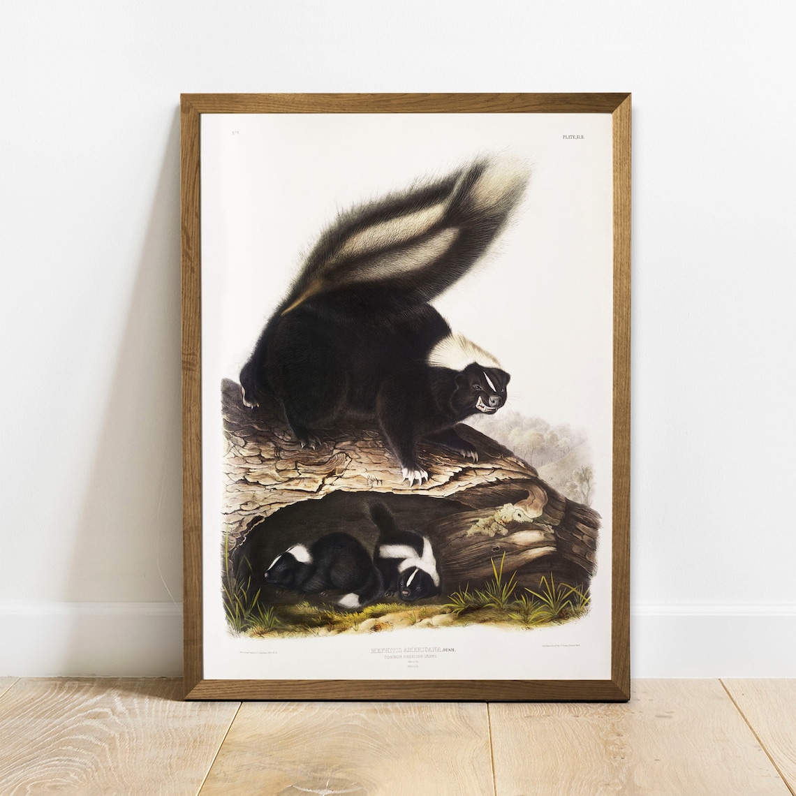 Skunk Print Antique Animal Painting Vintage Drawing Poster - Etsy
