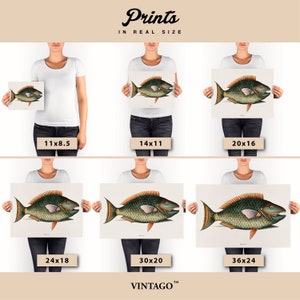 Parrot Fish Antique Print Illustration, Vintage Poster, Fishing Wall ...