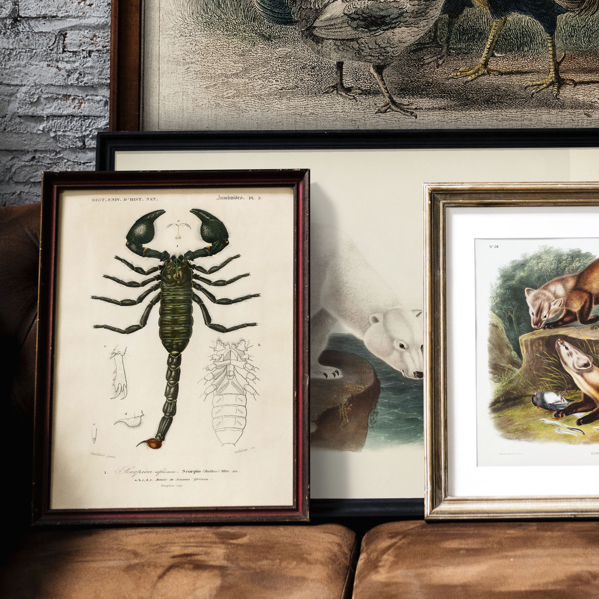 Scorpion Print Antique Animal Painting Vintage Drawing - Etsy